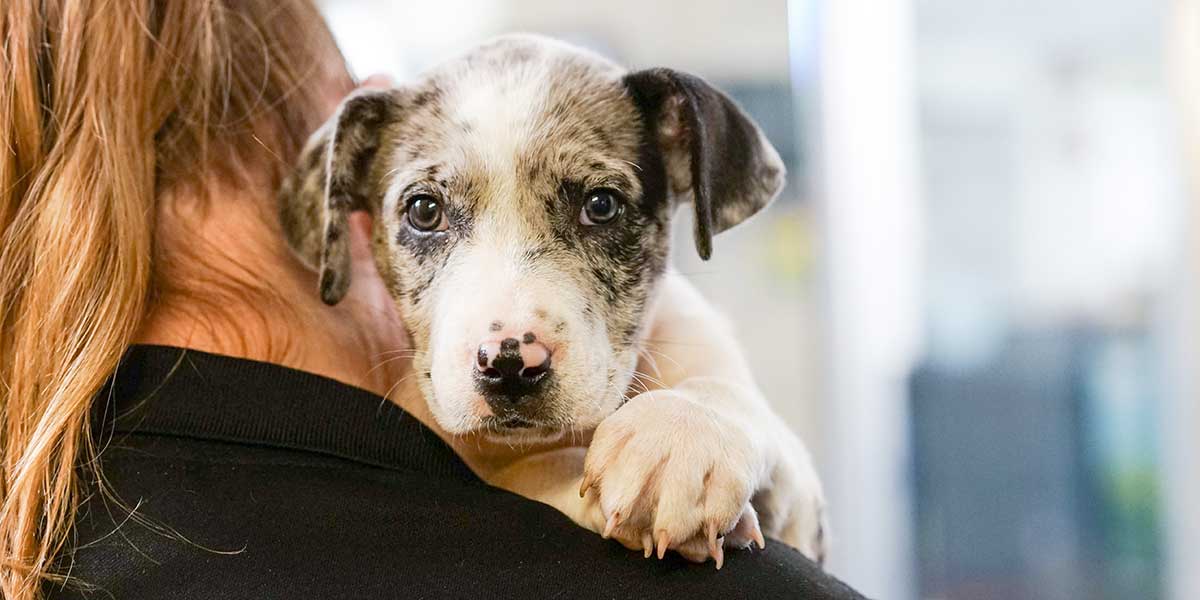 Funding to Support Pets Caught in Domestic Violence | RSPCA Queensland